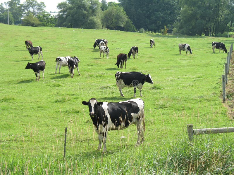 Holstein Cows stock image. Image of farm, milk, land, hooves - 1017681