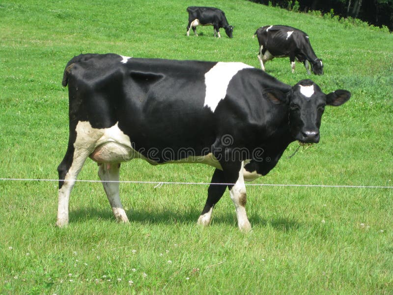 Holstein Cows stock photo. Image of female, holstein - 15450362