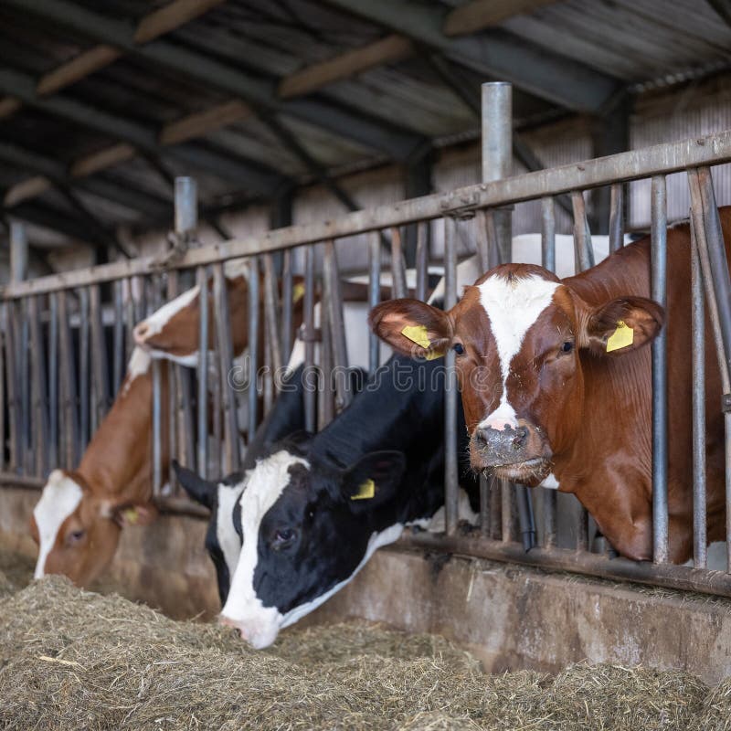 Holstein Cows Inside Barn on Dutch Farm in Holland Stock Image - Image ...