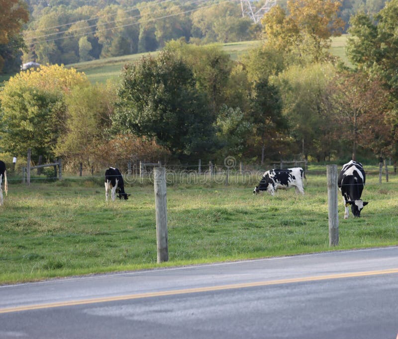 Holstein Dairy Cows in the Fall Stock Photo - Image of cows, field ...