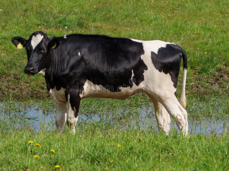 Holstein-Friesian Cow in a Meadow Stock Image - Image of dairy, rural ...