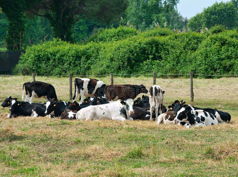 Holstein Friesian Herd in Field with Calf Stock Photo - Image of ...