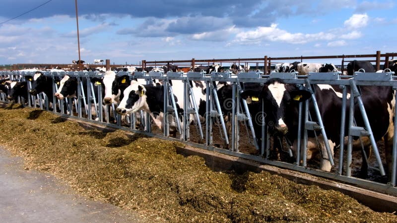 Holstein Frisian Diary Cows in Free Open Stall Stock Image - Image of ...