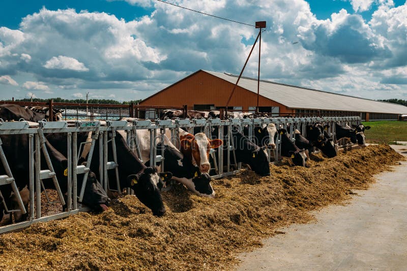 Holstein Frisian Diary Cows in Free Open Stall Editorial Stock Image ...