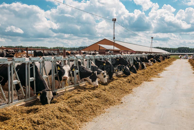 Holstein Frisian Diary Cows in Free Open Stall Stock Photo - Image of ...