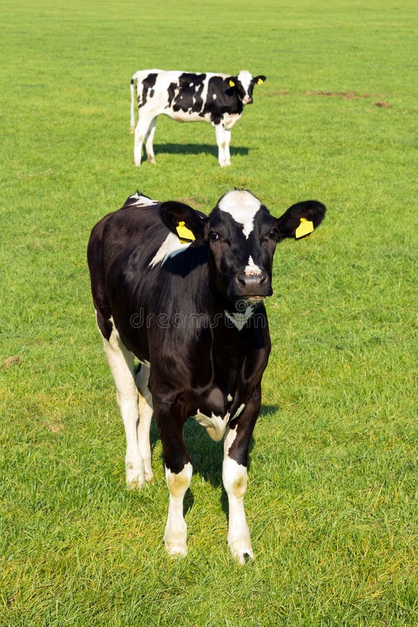 Holstein fryzyjczyka krowa obraz stock. Obraz złożonej z rolniczy ...