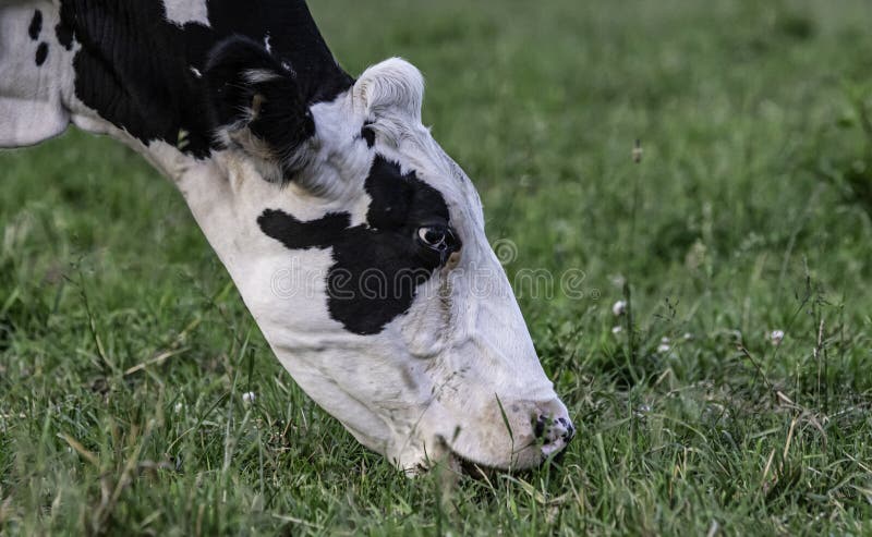 Profile of a Holstein Cow Head Stock Photo - Image of industrial ...