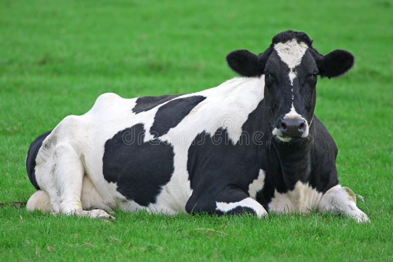 Holstein-Kuh, 4 Jahre Alt, Nahaufnahme Des Auges Stockfoto - Bild von ...