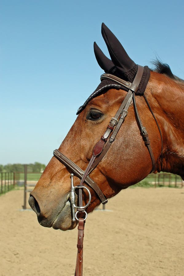Holsteiner Gelding Profile Stock Photos - Free & Royalty-Free Stock ...