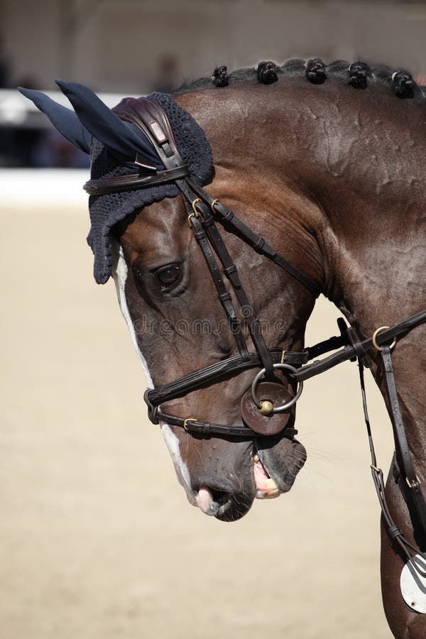 Holsteiner Horse stock photo. Image of beautiful, equine - 33592830