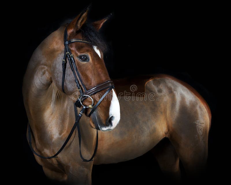 Holsteiner-Pferd mit Zaum stockbild. Bild von pferd, porträt - 49718275