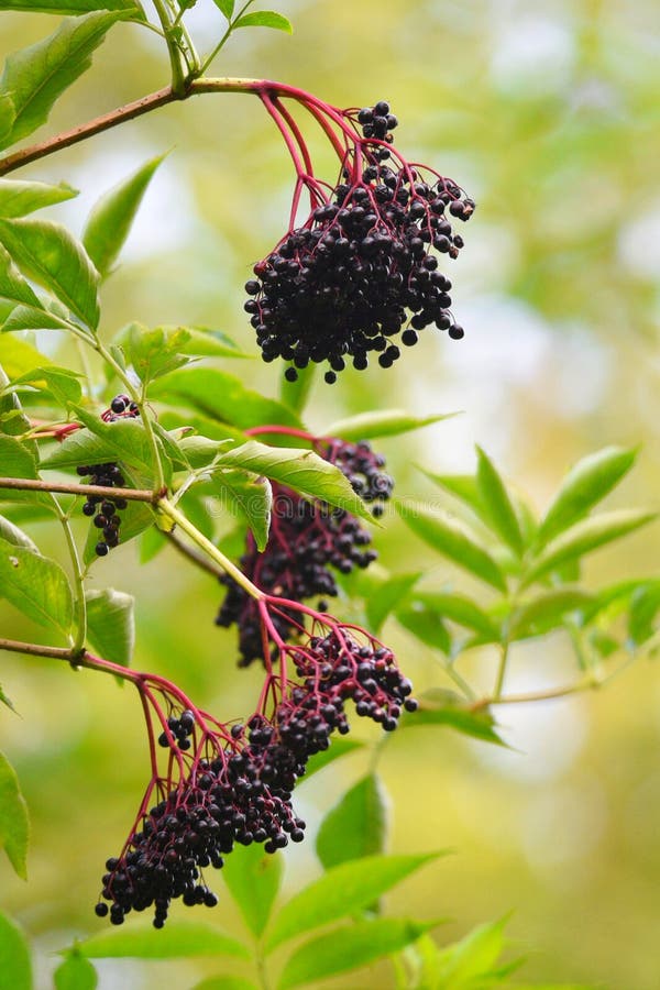 Holunderbeere Stock-Fotos - Laden Sie 5,392 Royalty-Free Fotos herunter