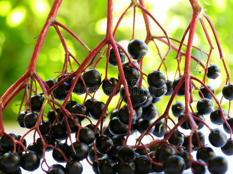 Holunderbeere stockbild. Bild von nahrung, holunderbeeren - 3232857