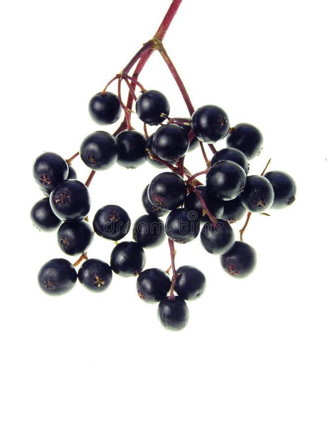 Holunderbeere stockbild. Bild von nahrung, holunderbeeren - 3232857