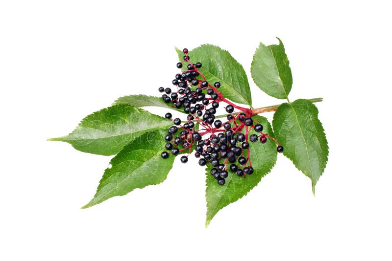 Holunderbeeren mit Blatt stockbild. Bild von frech, holunderbeeren ...