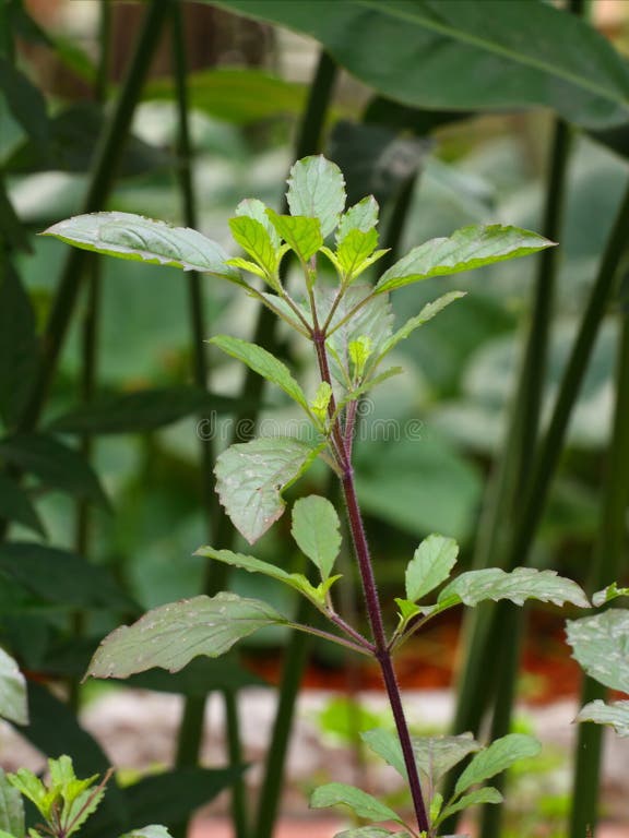 Holy basil stock image. Image of ingredient, sanctum - 25617899