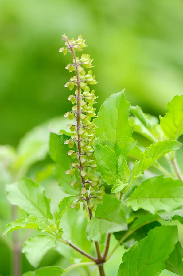 Holy Basil. stock photo. Image of nature, leaf, delicious - 26913500