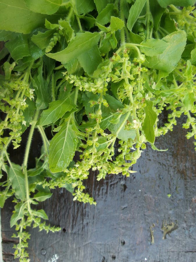 Holy basil stock photo. Image of ayurvedic, cooking, heal - 37671632