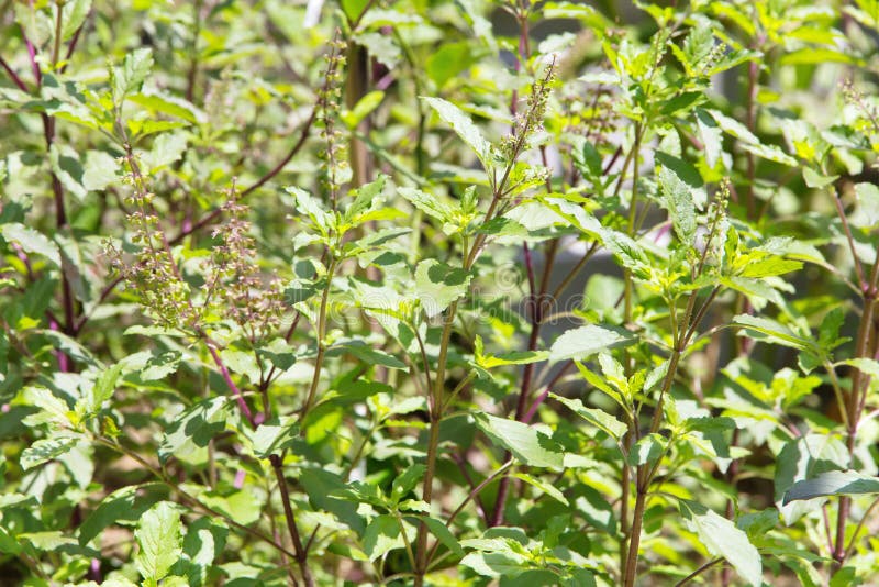 Holy basil flowes stock image. Image of ingredient, plantation - 44868887