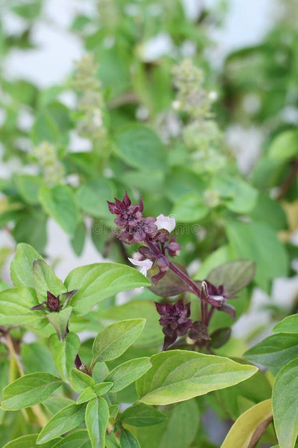 Holy basil stock image. Image of stalk, remedy, nature - 35828361