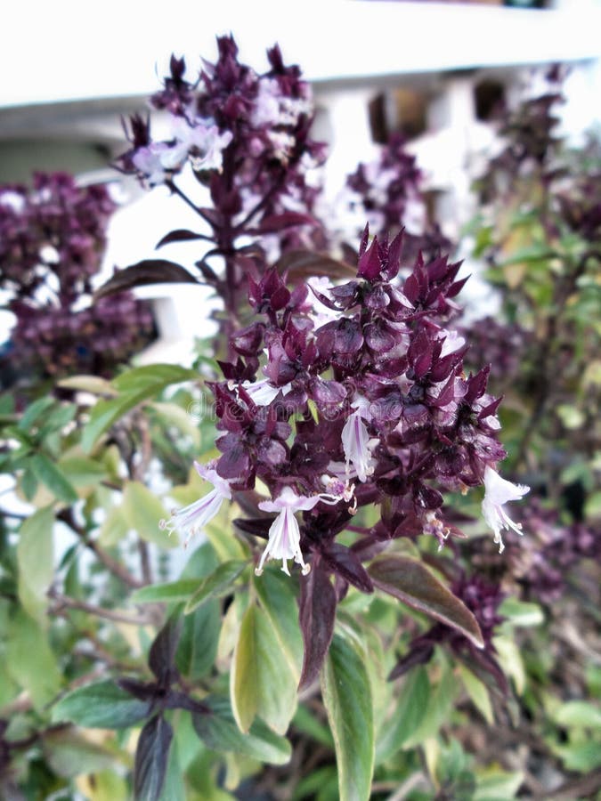 Holy basil stock photo. Image of cuisine, natural, ocimum - 36805312