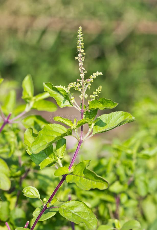 Holy basil stock image. Image of stalk, medical, asia - 36467575