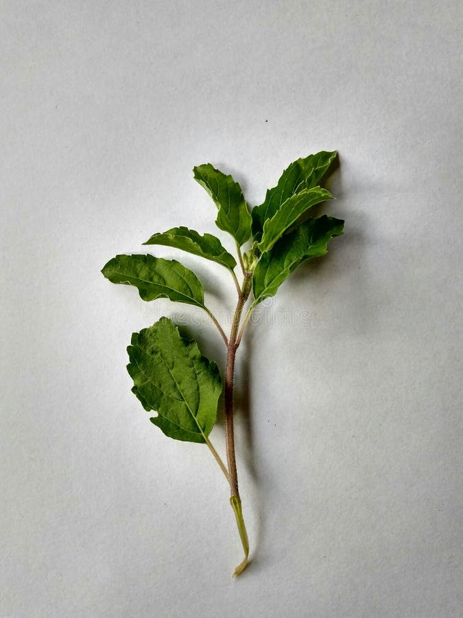 Holy basil stock image. Image of green, kerala, india - 100506373