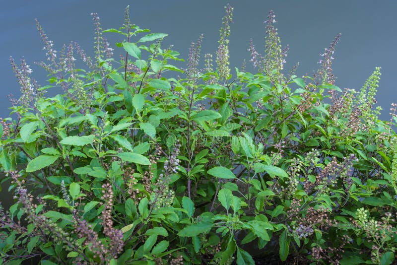 Holy basil stock image. Image of vegetable, healthy - 115458671