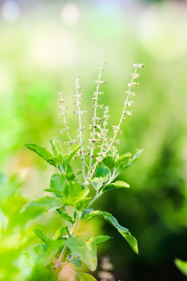 Green Holy Basil, Hot Basil, Thai Basil, Ocimum Sanctum Plant Stock ...