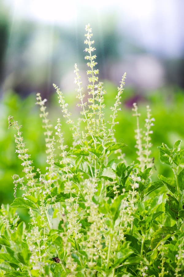 Holy Basil, Hot Basil, Thai Basil, Ocimum Sanctum Plant Stock Image ...