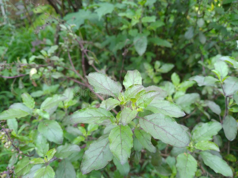Holy basil stock photo. Image of basil, ayurvedicmedicine - 129416538
