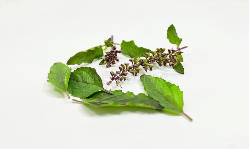 Holy Basil Plant or Indian Krishna Tulsi , the Queen of Herb Holy Plant ...