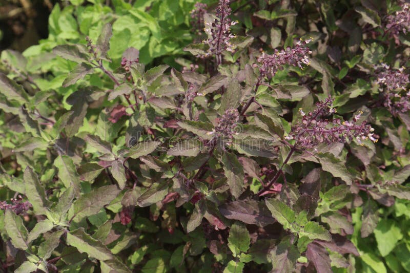 Holy Basil plant on farm stock image. Image of growing - 317511953