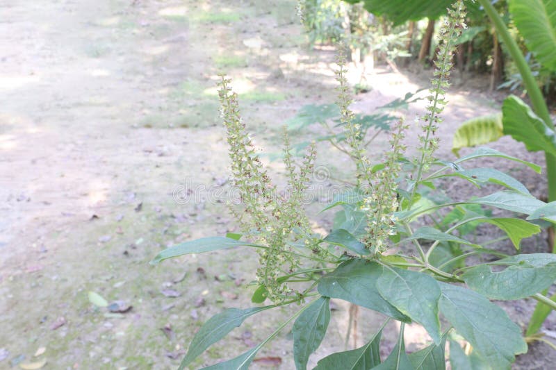 Holy Basil plant on farm stock photo. Image of tropical - 353558982