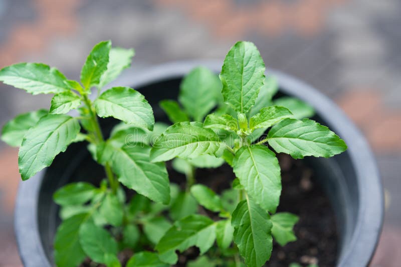 Holy Basil Planting in Backyard Stock Image - Image of plant, holy ...