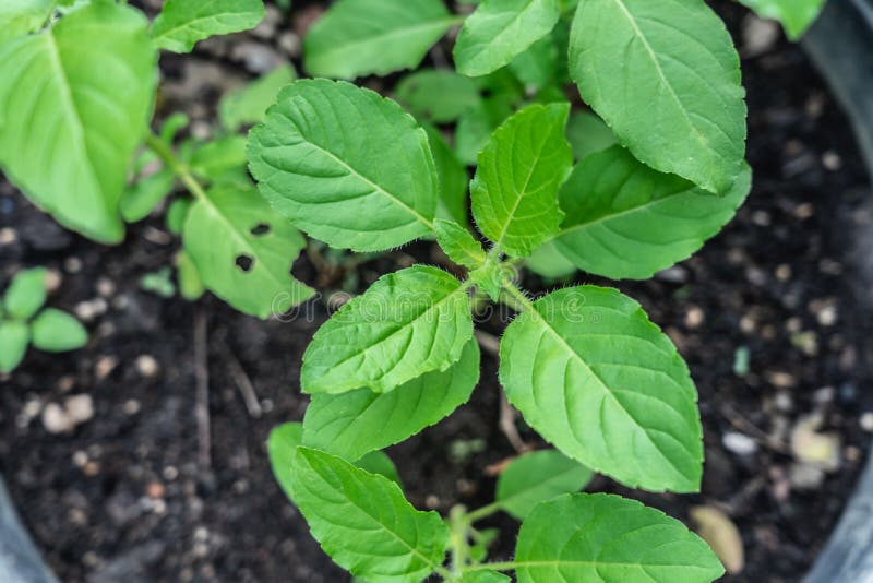 Holy Hoary Basil Ocimum Sanctum Stock Image - Image of aroma, basilicum ...