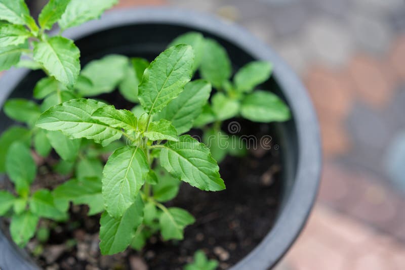 Holy Hoary Basil Ocimum Sanctum Stock Image - Image of aroma, basilicum ...