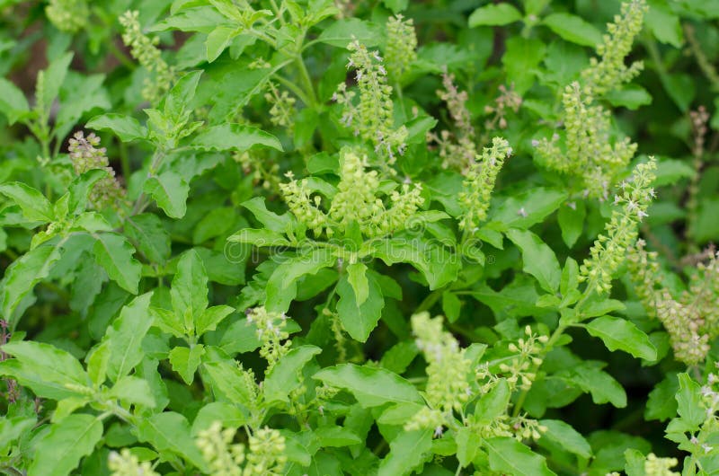 Holy basil stock image. Image of green, holy, nature - 75752063