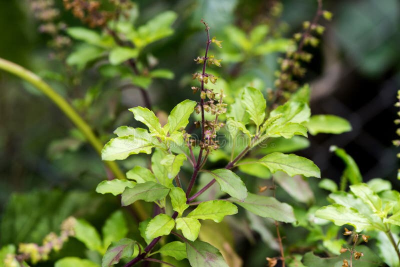 Holy Basil or Sacred Basil on Nature Background Stock Image - Image of ...