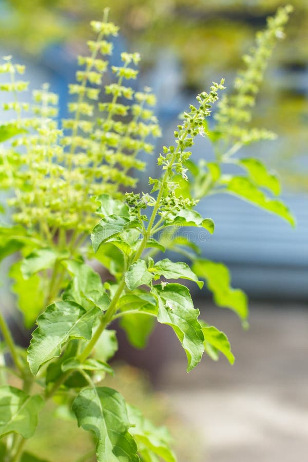 Fresh basil and blossom stock photo. Image of plant, natural - 45474448