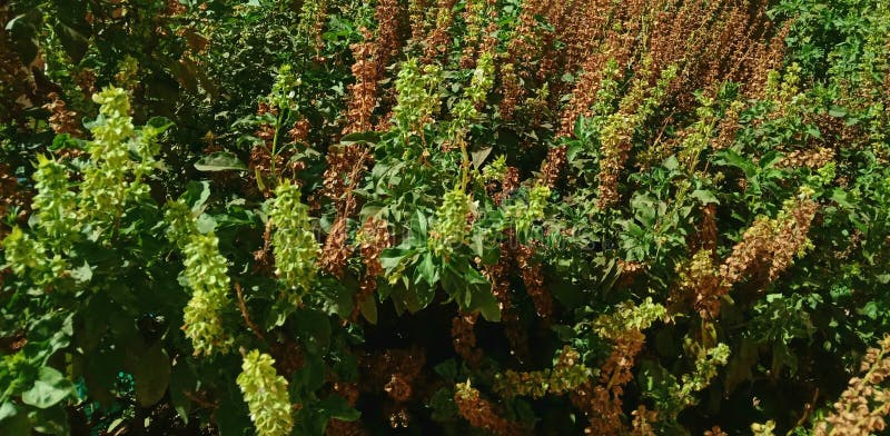 Holy Basil tree floral stock photo. Image of tree, basil - 265336412