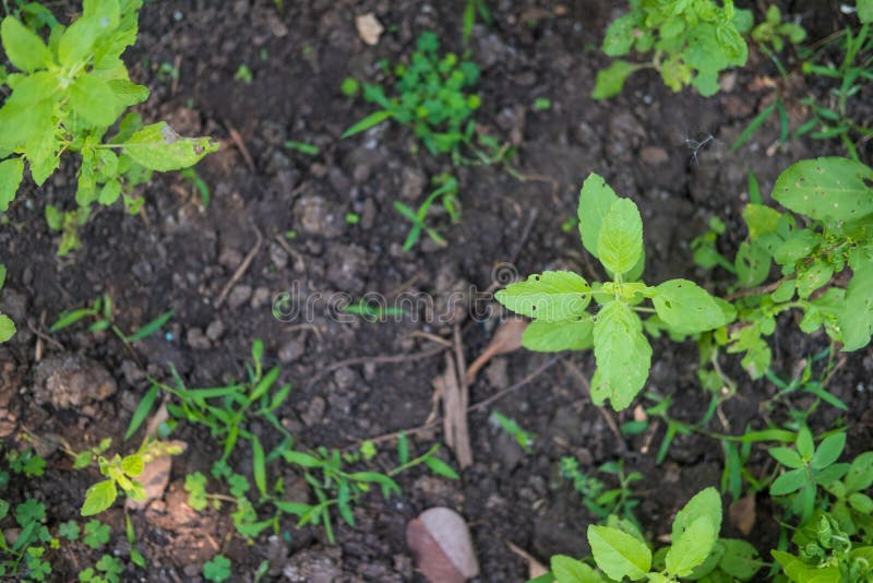 Holy Basil Tree in the Garden, a Vegetable Garden that is Popularly ...