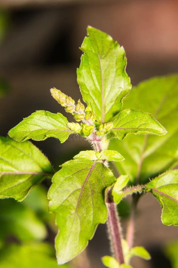 Basil leaf stock image. Image of product, creativity - 35264879