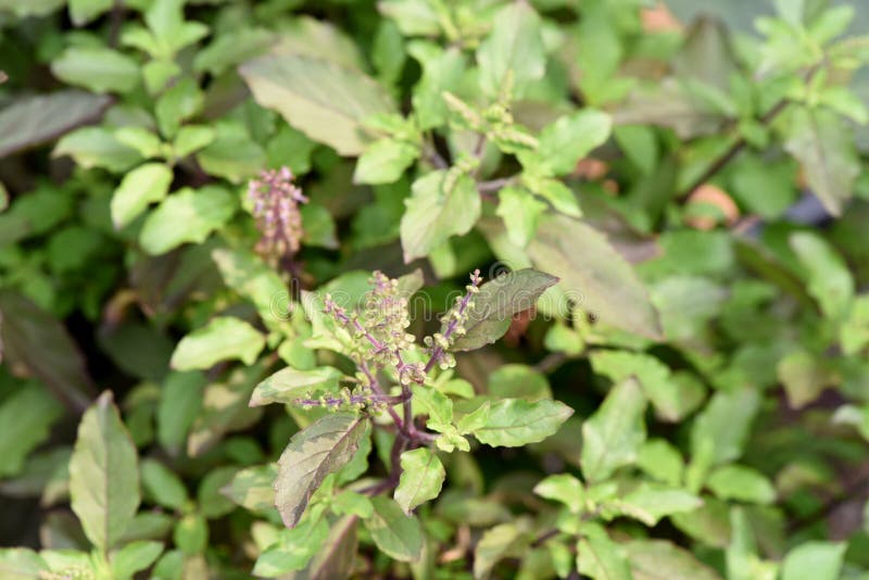Holy basil trees. stock image. Image of cuisine, medical - 51923073