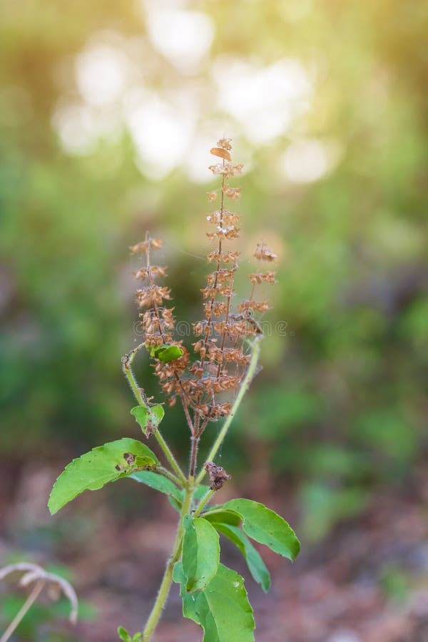 97,757 Holy Nature Photos - Free & Royalty-Free Stock Photos from ...