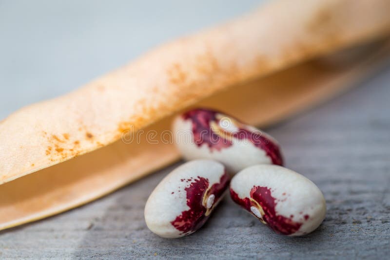 Holy bean stock photo. Image of health, organic, delicious - 83332464