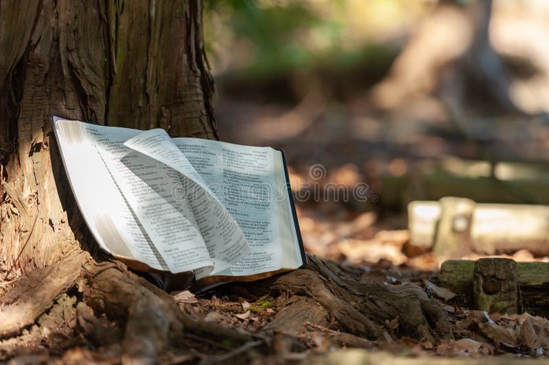 Holy Bible Outdoors on Tree Trunk with Pages Turning in Wind and ...