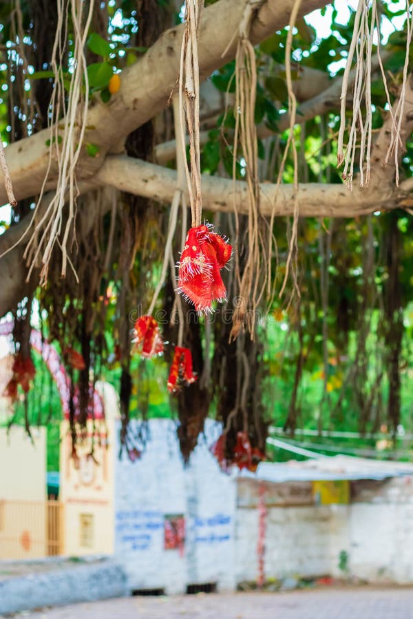 Holy Cloth Tied with Banyan Tree Root at Day from Flat Angle Stock ...