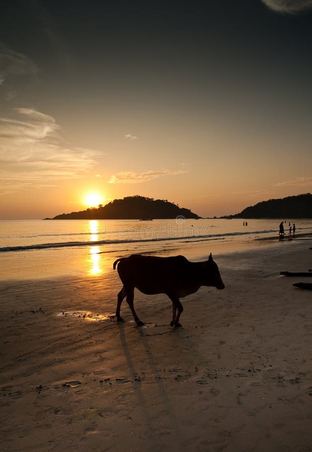 The holy cow stock image. Image of mammals, religions - 12904765