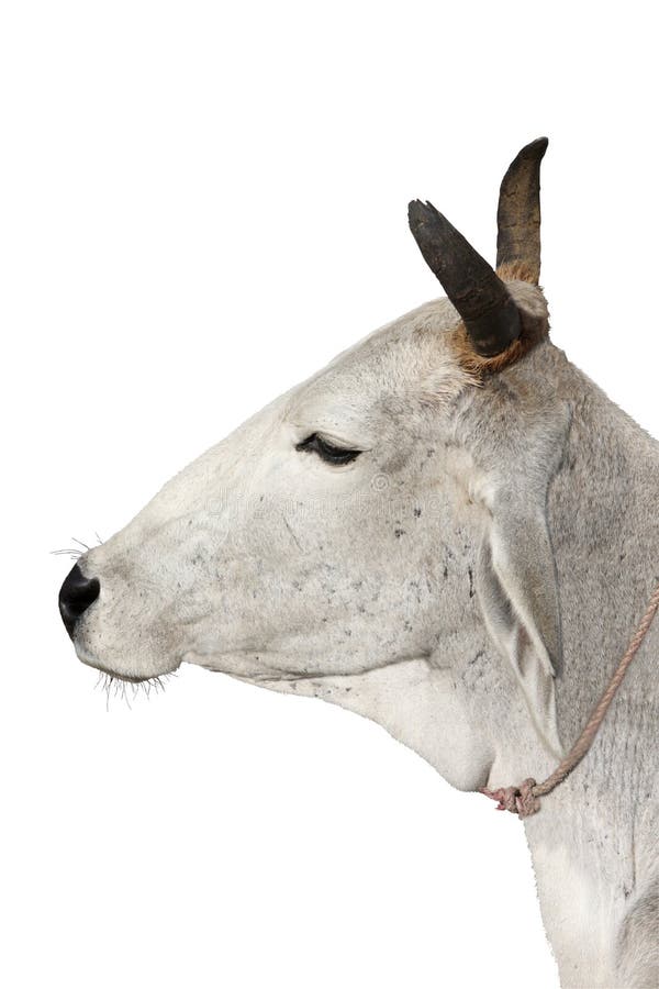 Holy cow stock image. Image of white, holy, close, hair - 12938677